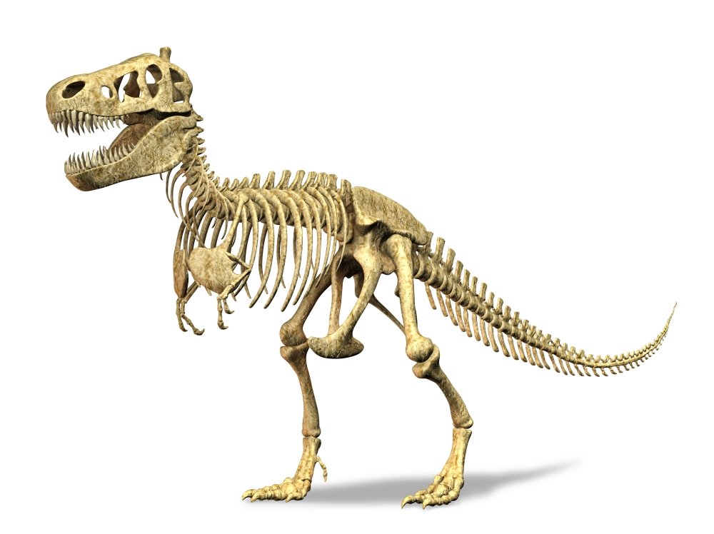Tarbosaurus Skeleton
