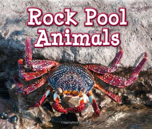 Rock Pool Animals (Animals in Their Habitats) : Smith, Sian: Amazon.co ...