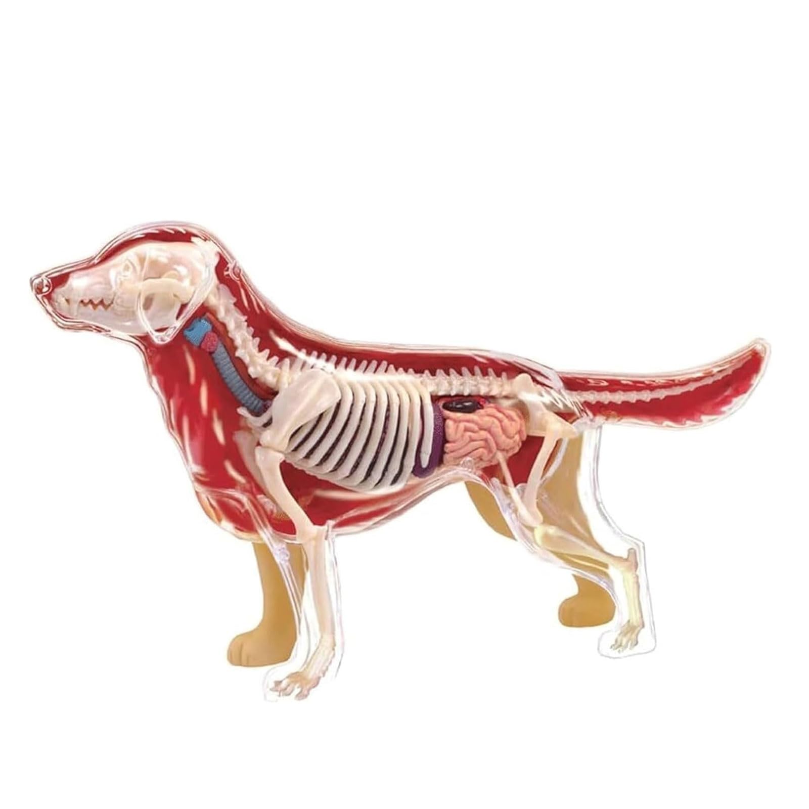 Anatomía De Los órganos Del Perro Corazón Del Perro Anatomía Del