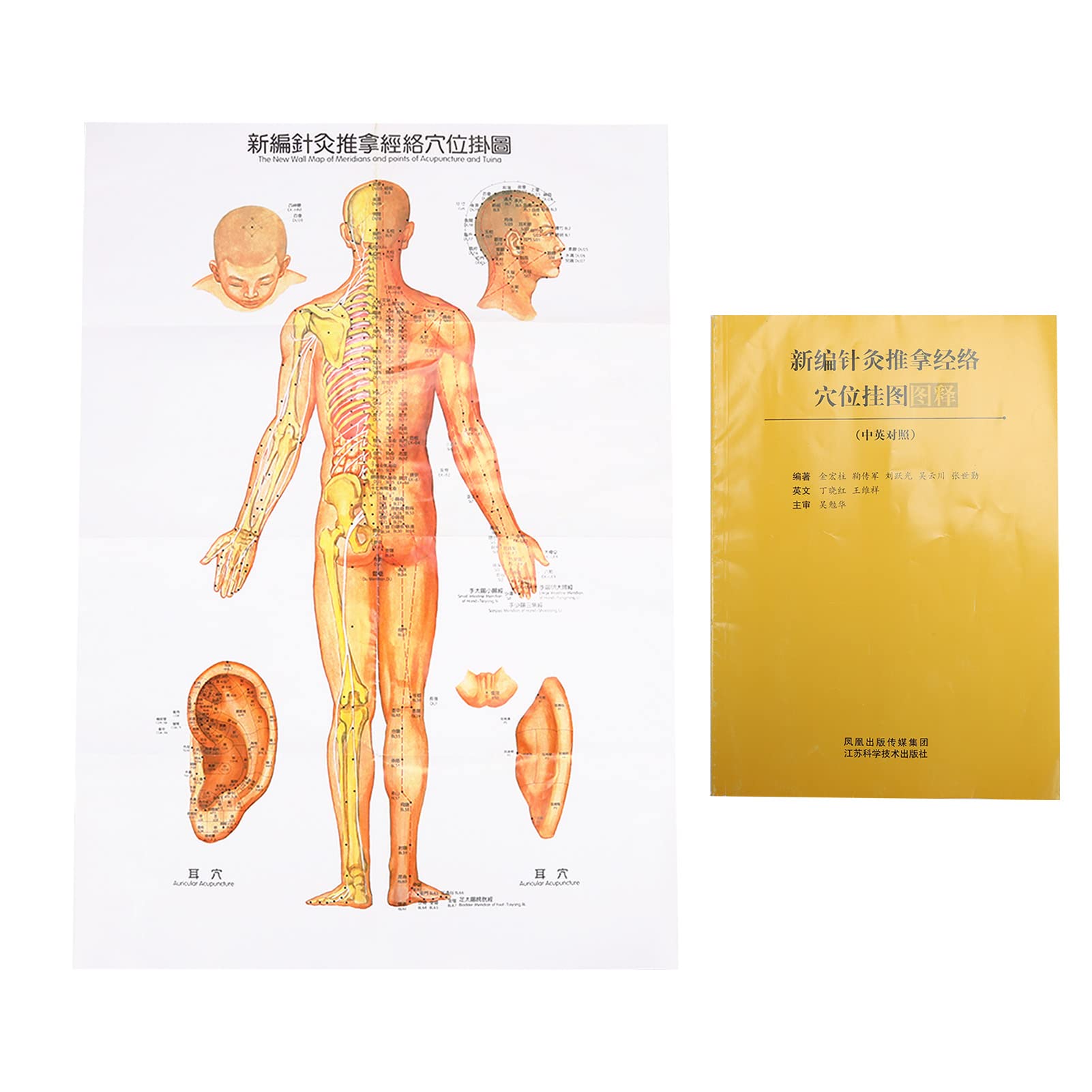 Buy Acupuncture Chart,Human Acupuncture Model Large Chinese and English ...