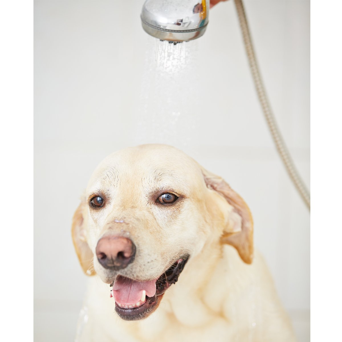 Snapklik.com : Oster Oatmeal Naturals 4-in-1 Dog Shampoo, Mango Peach ...