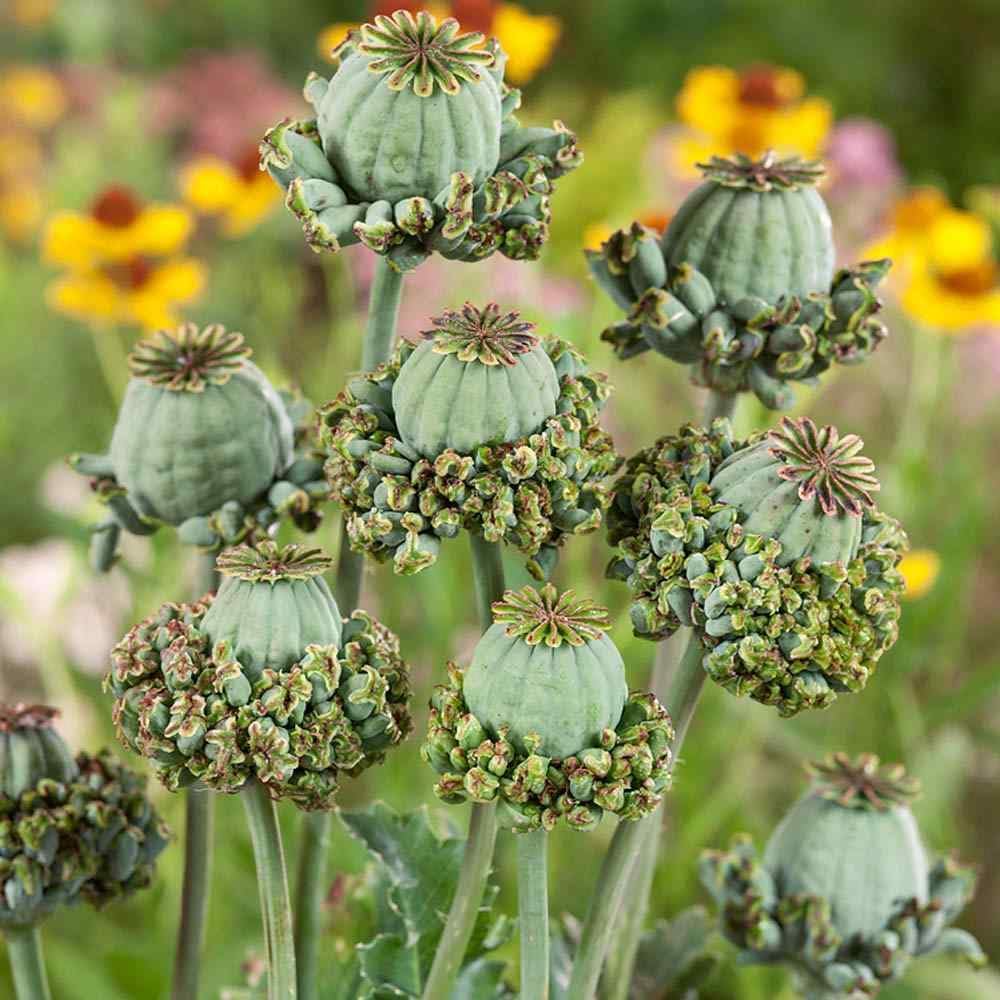 Amazon.com : Outsidepride 5000 Seeds Annual Papaver Poppy Hen & Chicks ...