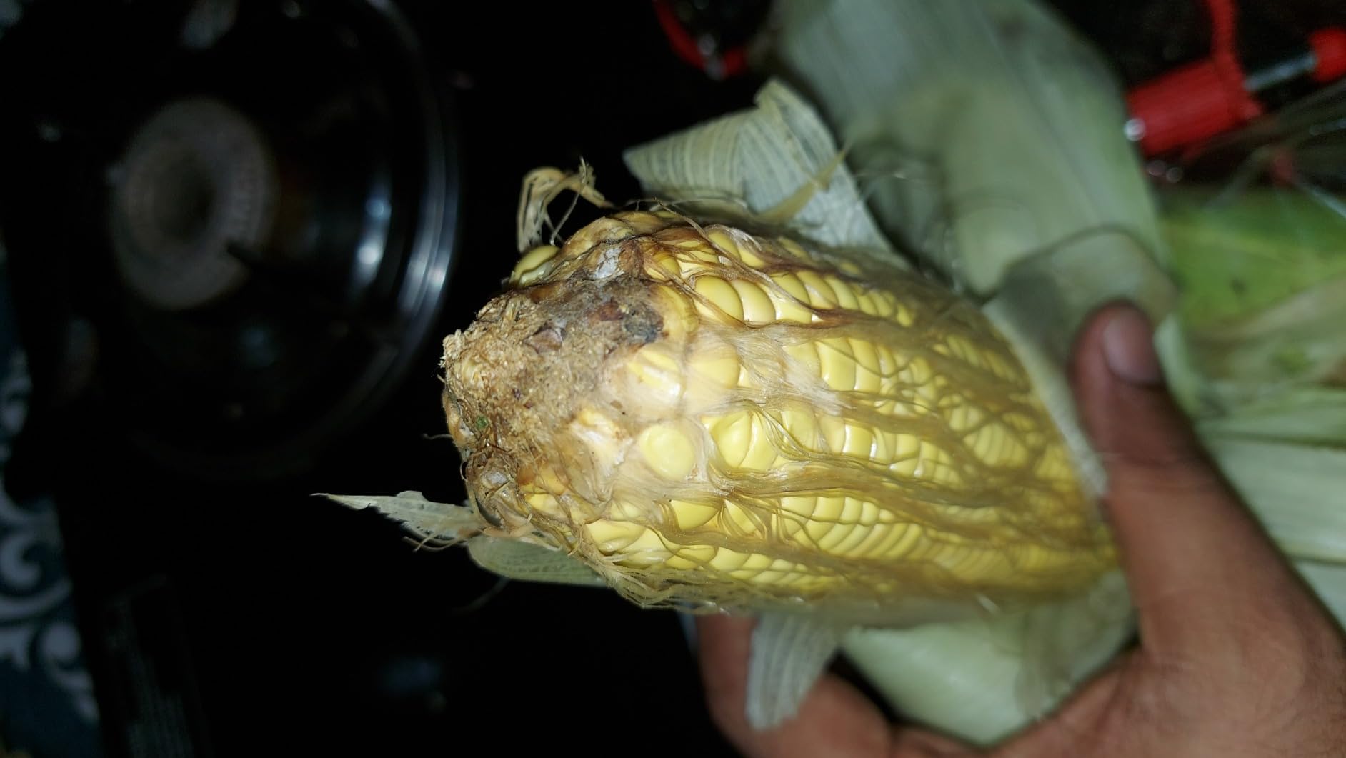 Fresh Sweet Corn