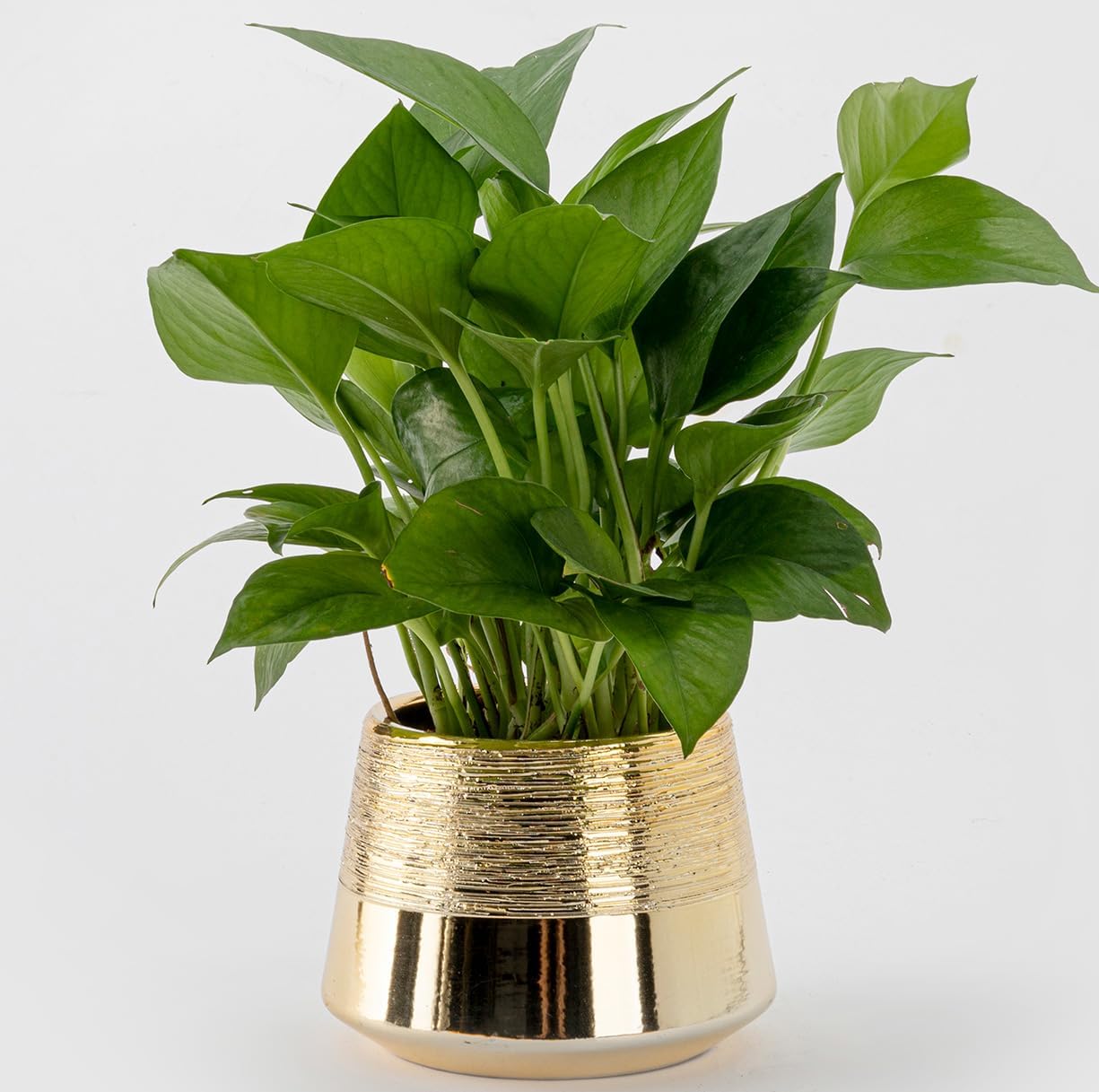 Amazon.com: ROMANDECO CRAFT Macetero de cerámica para plantas de ...