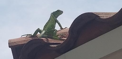 Amazon.com : Exterminators Choice Lizard Defense Spray | 32 Ounce 2 ...