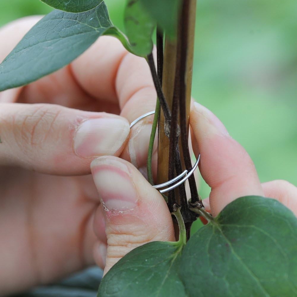 Kingfisher GS100PR 100 Plant Rings - Packaging May Vary,2.9x2.9x0.1 cm ...