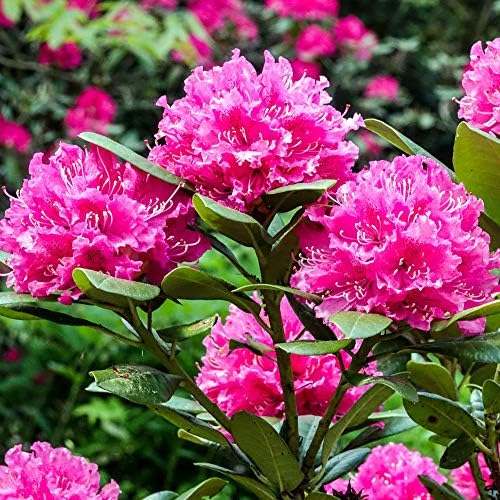 Rhododendron Ramapo Ericaceae - 1 Plant - Live Outdoor Shrub in 9cm Pot ...