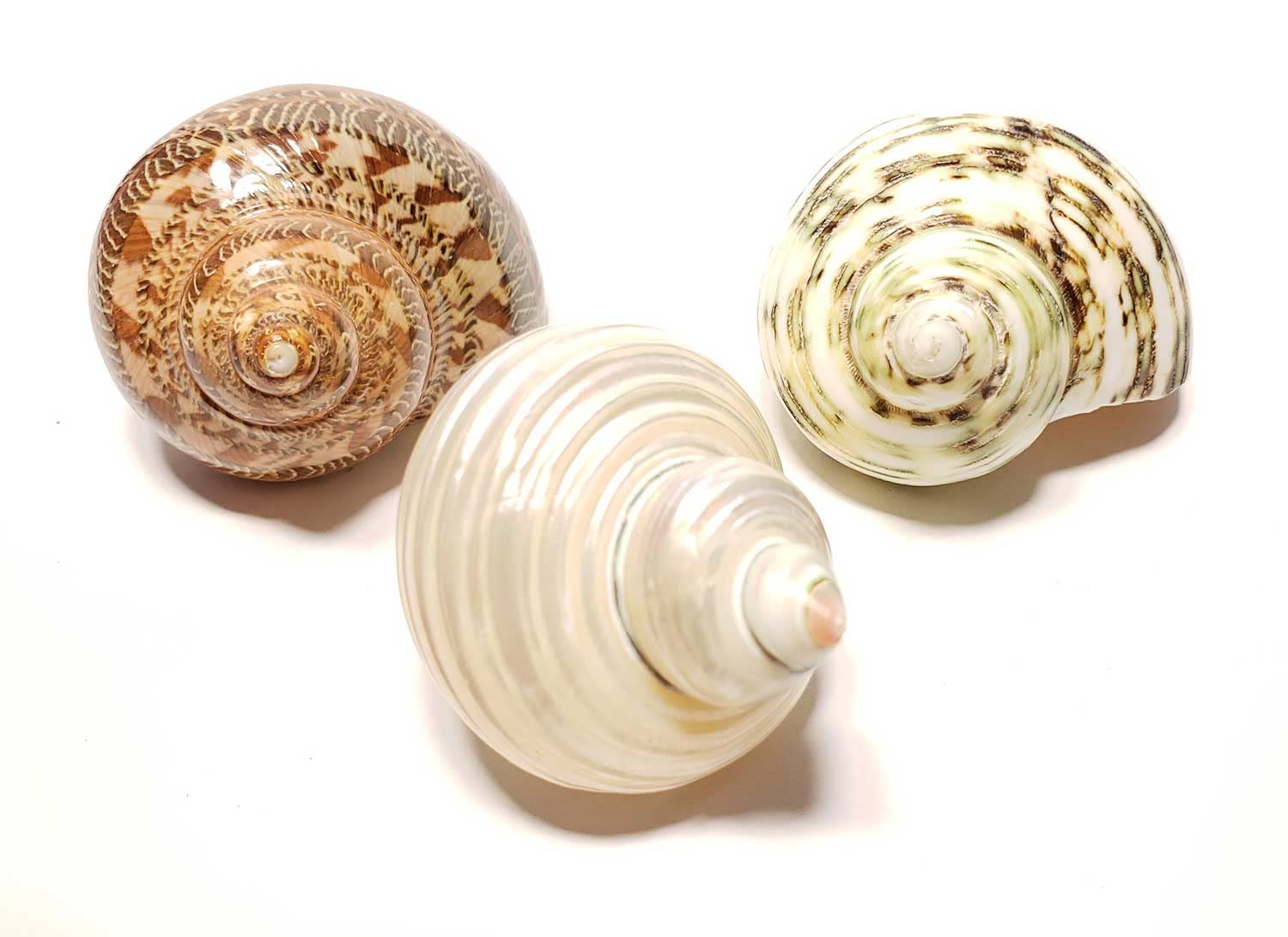 Naples Sea Shell Company Pallium Pectin Seashells... Naples Sea