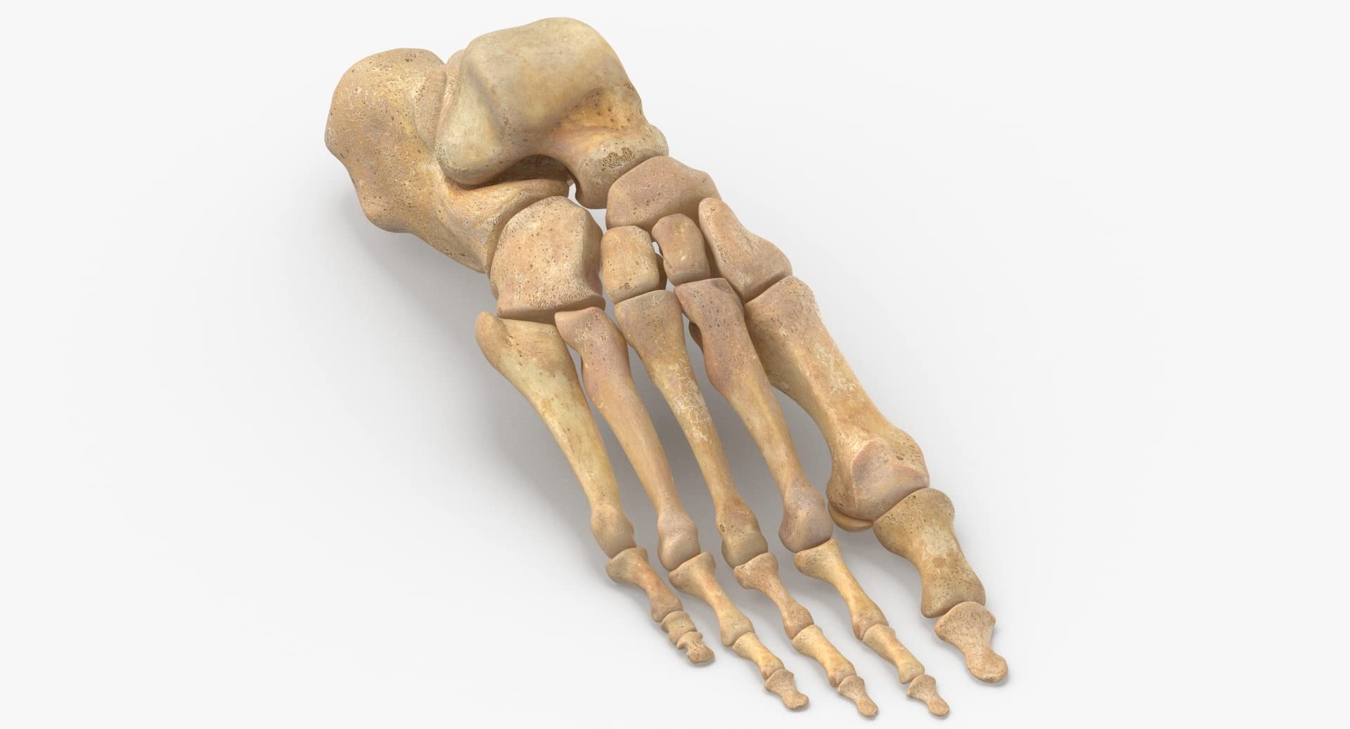 Foot Bones Anatomy