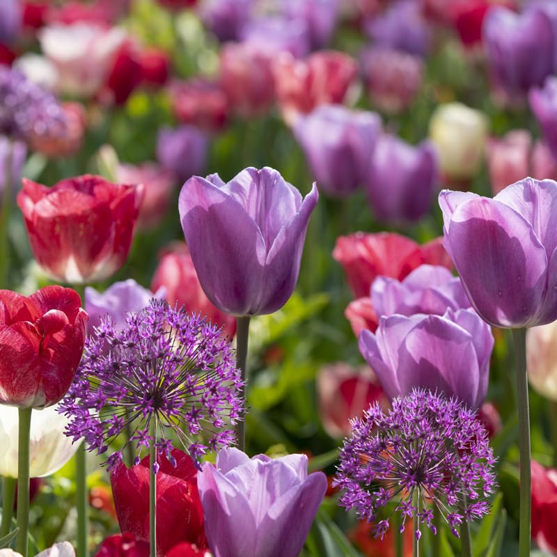 Amazon.com : All-in-One Flower Garden Kit - 25 Flower Bulbs Per Box ...