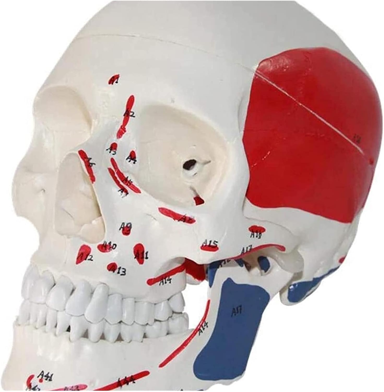 Human Skull Model,Human Body Model,Anatomy Model Head,with Markings ...