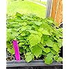 Amazon.com : Raspberry Plants Glencoe (Purple) Includes 4 Plants ...