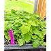 Amazon.com : Raspberry Plants "Glencoe" (Purple) Includes 4 Plants ...