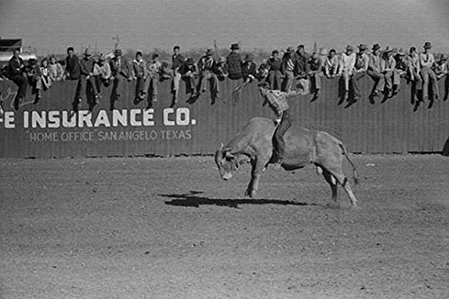 Brahman Bull Riding