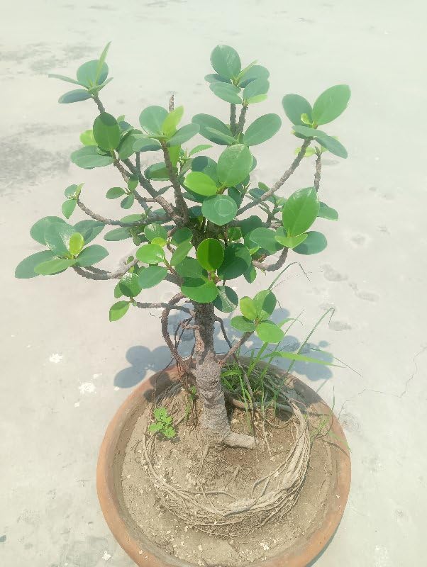 SeeGreen China Banyan Tree Plant China Bot Small Leaves CHINA BANYAN ...