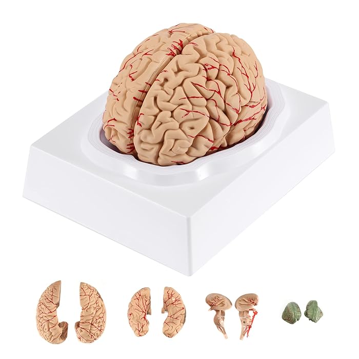 Buy BEAMNOVA Human Brain Model for Teaching Neuroscience with Vessels ...