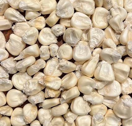Amazon.com: Cacahuazintle White Corn Masa Pozole Tamale Maize 20 Seeds ...