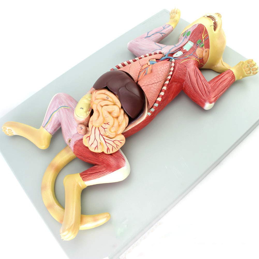 Educational Science Model Cat Anatomy Model 4d Vision Human Anatomy ...