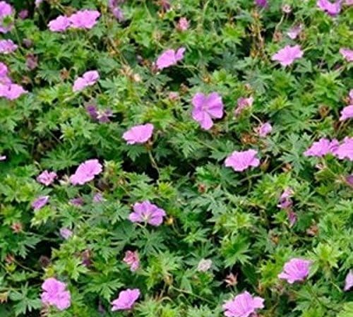 Hardy Geranium sanguineum 'Vision Light Pink' x 3 Plug Plants Hardy ...