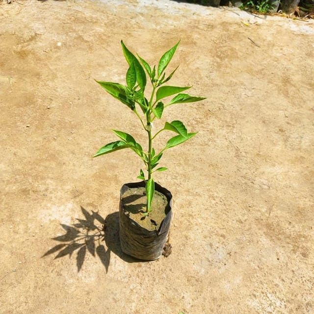Mirchi/Chilli garden Plant in 4 Inch Outdoor Plant Nursery Bag : Amazon ...