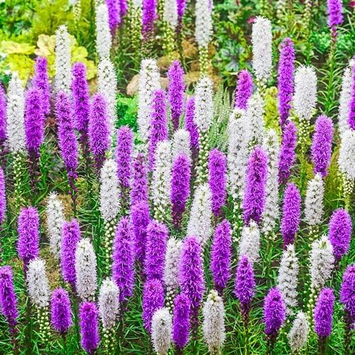 Amazon.com : Mixed Liatris Blazing Star Bulbs - Purple and White Mixed ...