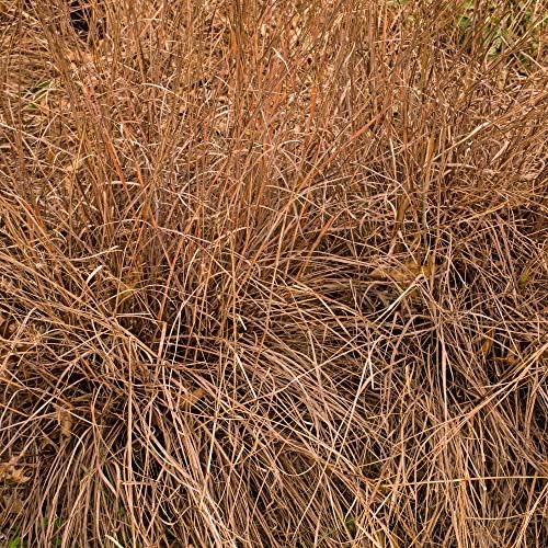 Amazon.com : Outsidepride 1 lb. Perennial Tall Native Grass Seed Mix of ...