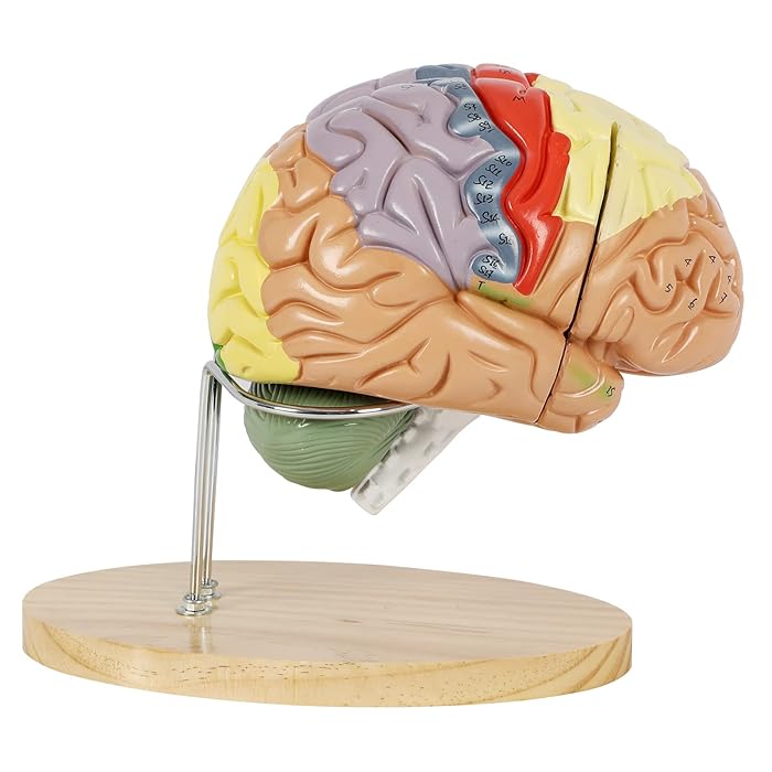 Buy Texinpress Human Brain Model for Neuroscience Teaching 2 Times ...