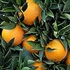 Amazon.com : TAZGO Live Orange Trees Plant, 2 to 3 Feet Tall Live ...