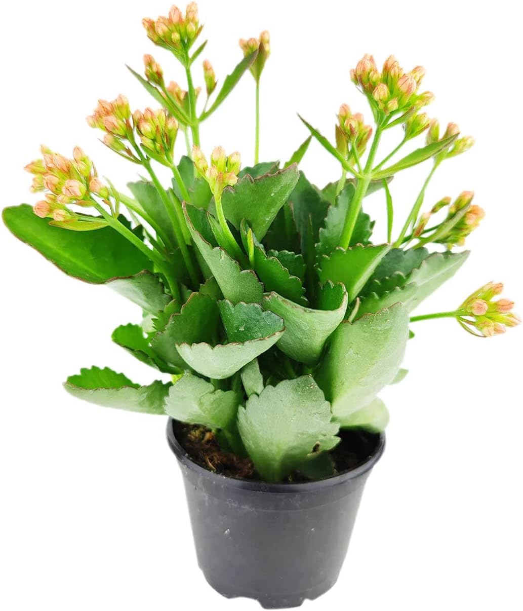 Amazon.com : Kalanchoe blossfeldiana 'Calandiva Orange' (4.5" Grower ...