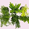 Amazon.com : BubbleBlooms Fern Variety Assortment, 6 Different Ferns in ...