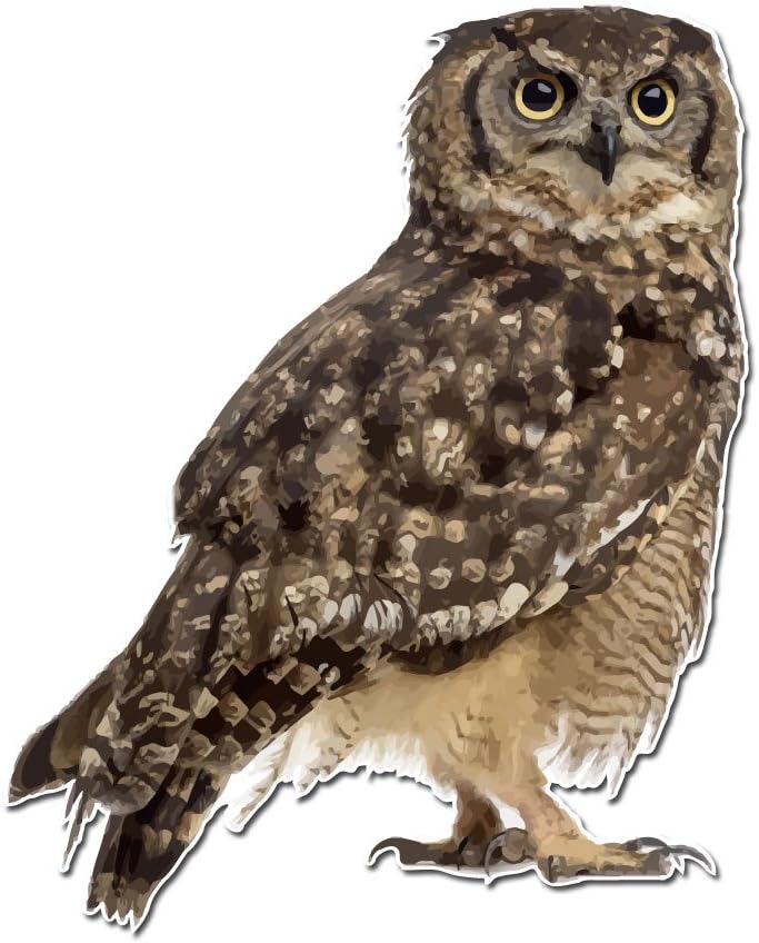 Amazon.com: Dark Spark Decals Photo Realistic Cute Owl - 6 InchFull ...