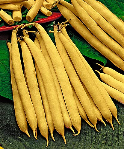 Creative Farmer Vegetable Seeds Bean Mosaic Seeds - Beans Yellow ...