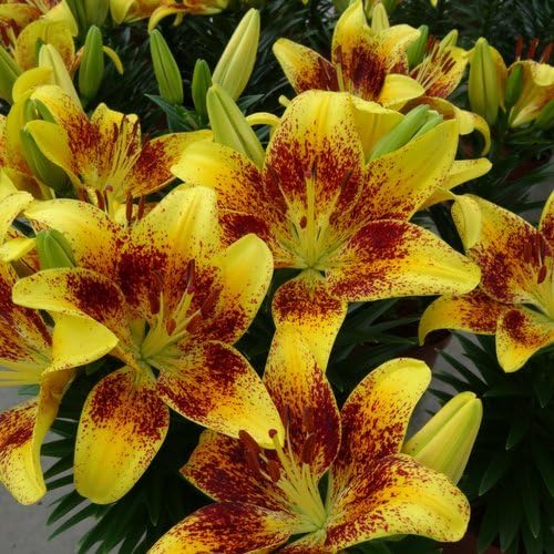 Amazon.com : Tiny Nugget Lily - 5 Bulbs : Patio, Lawn & Garden