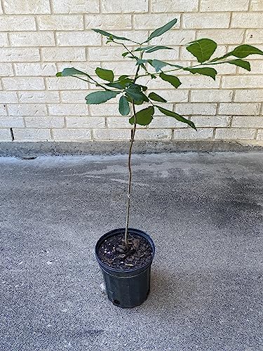 Pecan tree - How to grow & care