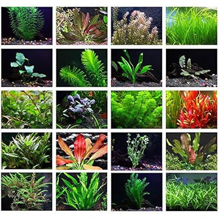 Amazon.com: Rooted Live Aquarium Plant Bundle - 6 Easy Species | Snail ...