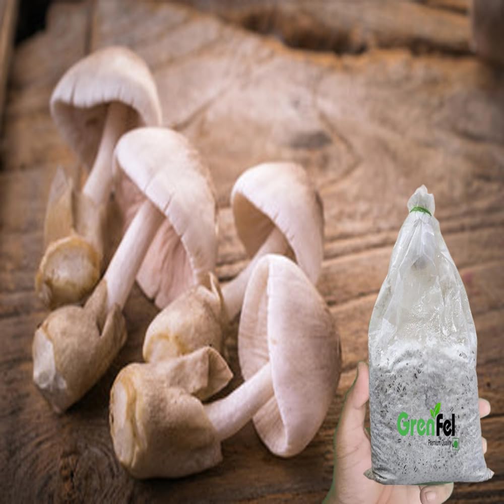 Buy Grenfel® Paddy Straw Mushroom (400Gm), High Yield Grain Based ...