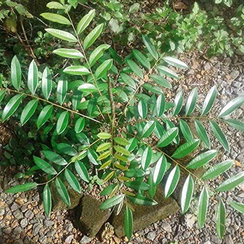 HERBALISM simarouba glauca simaruba plant : Amazon.in: Garden & Outdoors