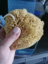 Jordan Benedict Natural Sea Sponge, Unbleached Honeycomb Bath Sponge ...