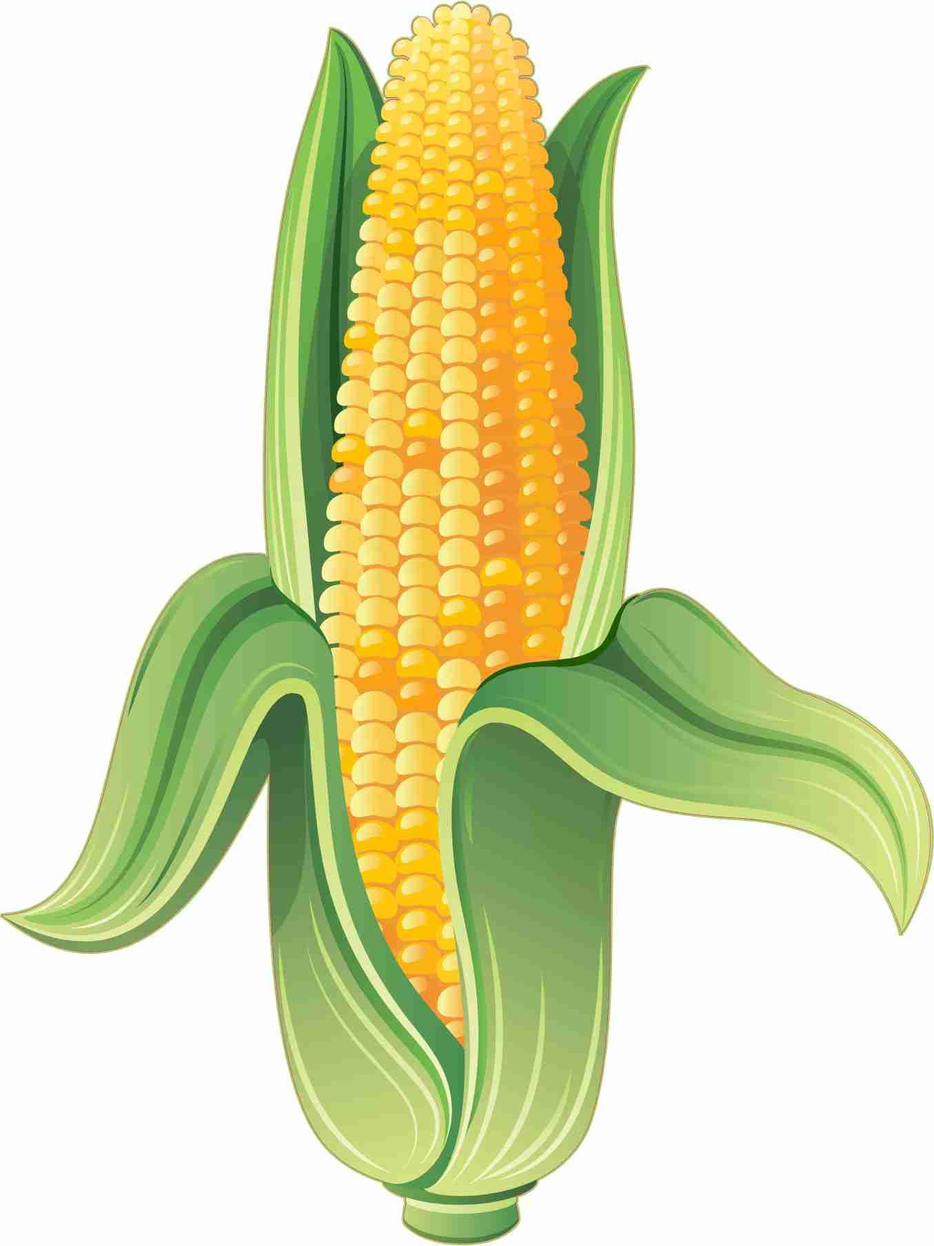 Amazon.com: StickerTalk Corn on The Cob Sticker, 4.5 inches by 6 inches ...