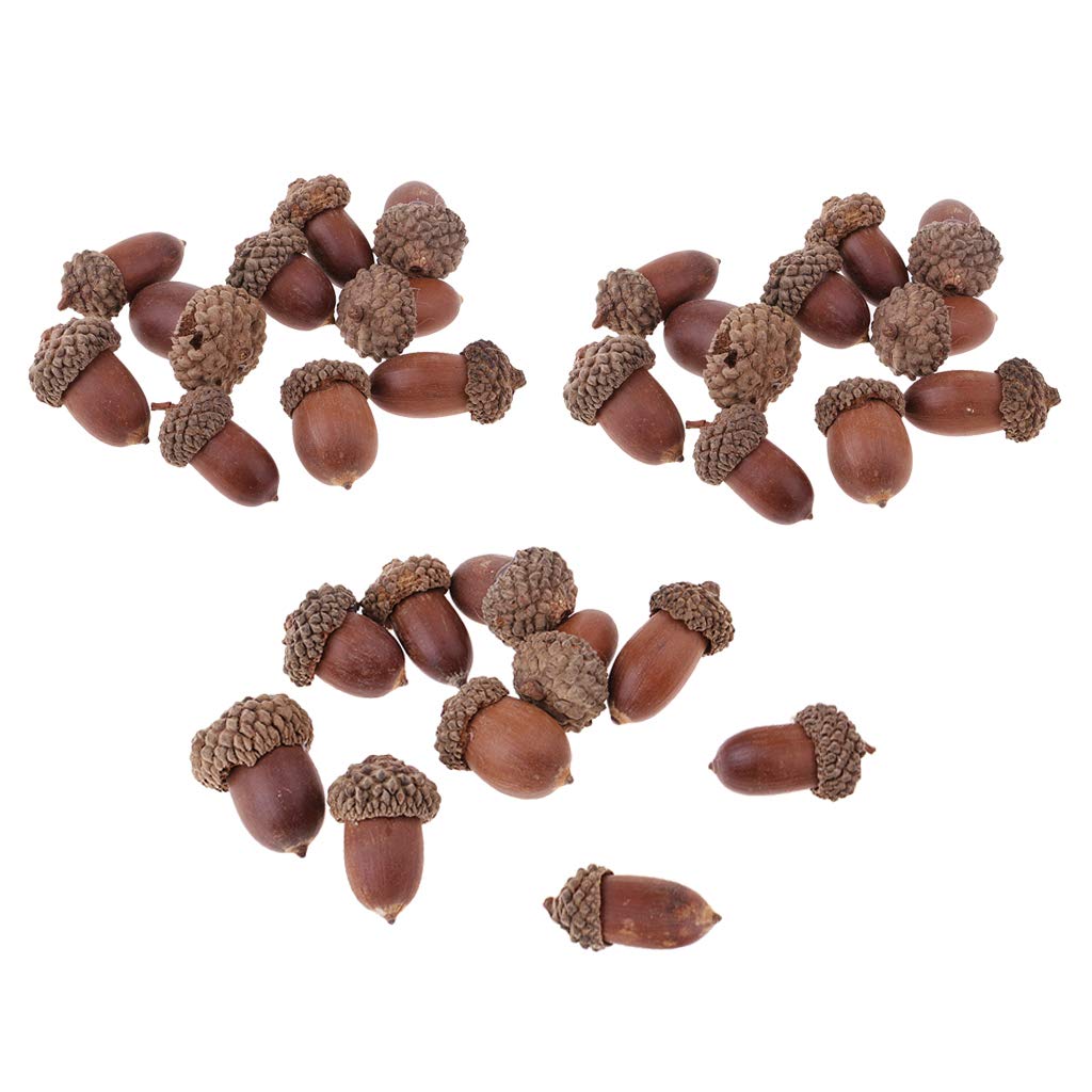 Amazon.com: menolana 30 Pieces Acorns, Natural Dry Acorns, : Home & Kitchen