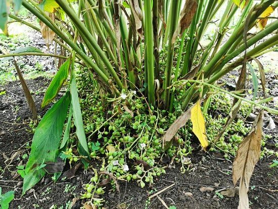 Live Elaichi Spices - Unveiling Cardamom (Pack of 1) : Amazon.in ...