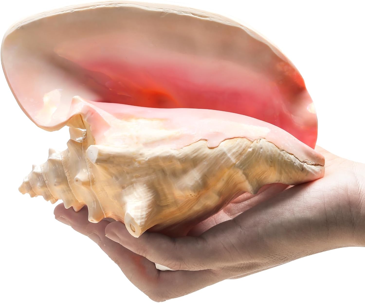 Amazon.com: Gorgeous Natural Conch Shell, Bahama Pink Queen Conch Shell ...