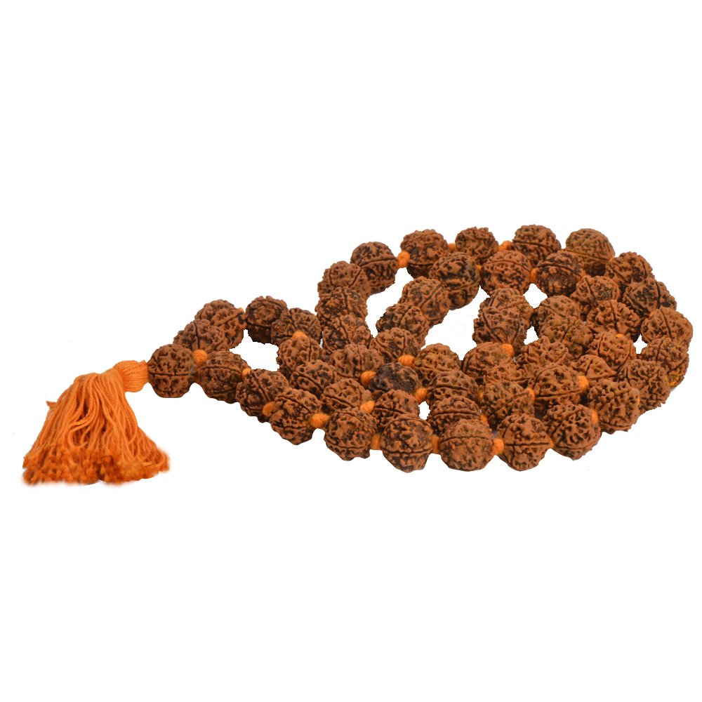 Rudraksha Ratna About 6 Mukhi Rudraksha – Hindu Festivals