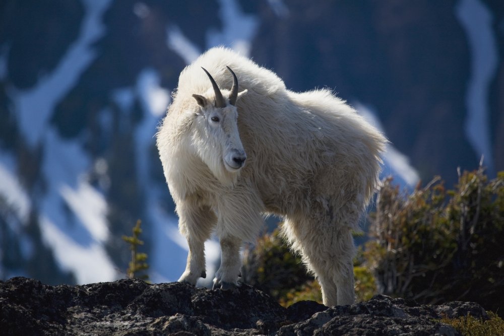Washington Mountain Goat