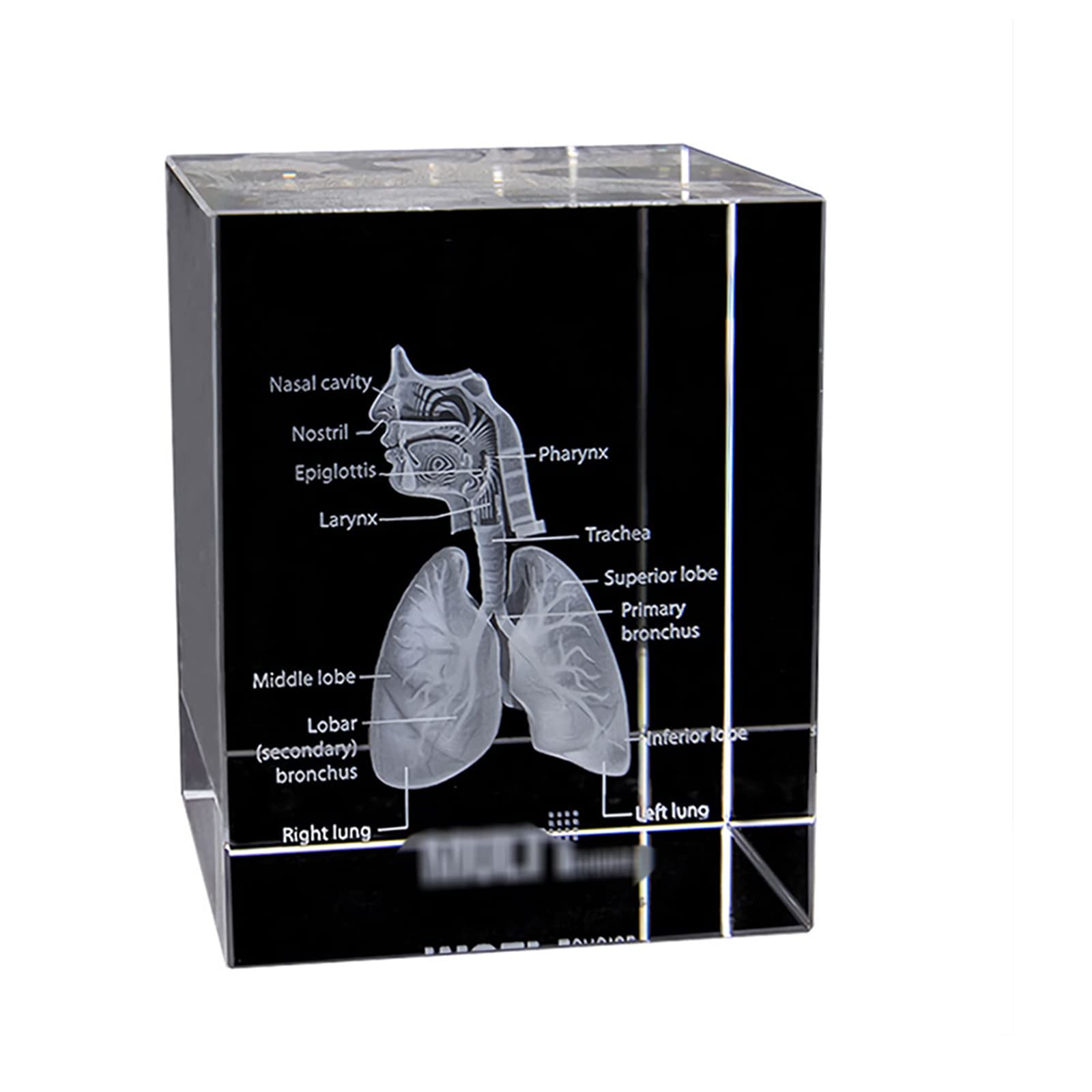 Buy 3D Crystal Anatomy Educational Model, Human Anatomical Nasal Cavity ...