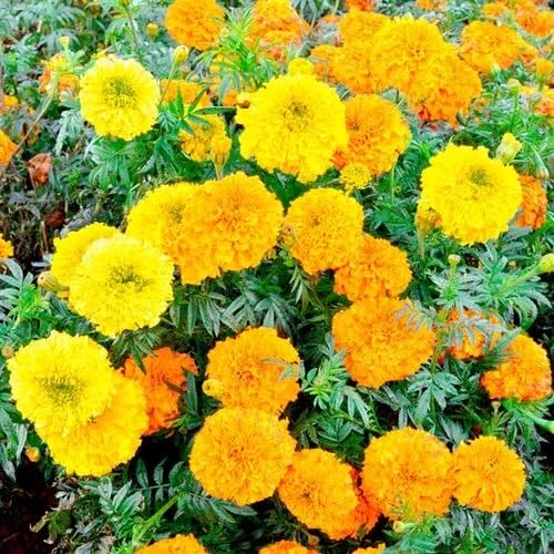 Marigold Flower/Genda Phool Seeds (132 per packet) : Amazon.in: Garden ...