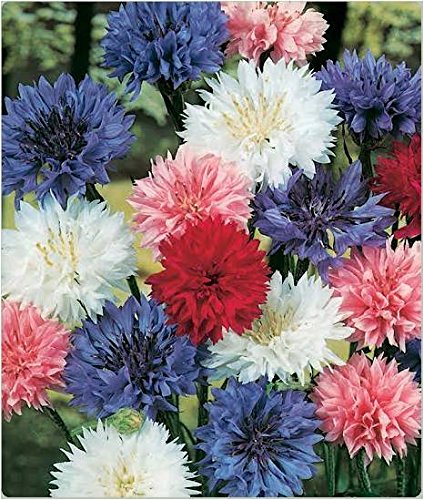 Corn Flower. Flowers Seed Pack of 2 : Amazon.in: Garden & Outdoors