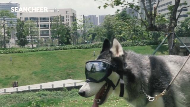 Watch The coolest dog goggles for large and medium dogs on Amazon Live