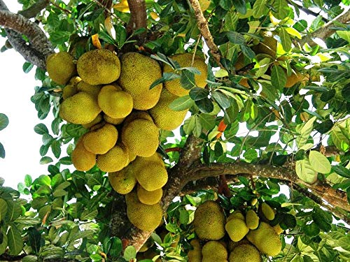 Plant House Live Kathal/Jake Fruit/Artocarpus Heterophyllus Vegetable ...