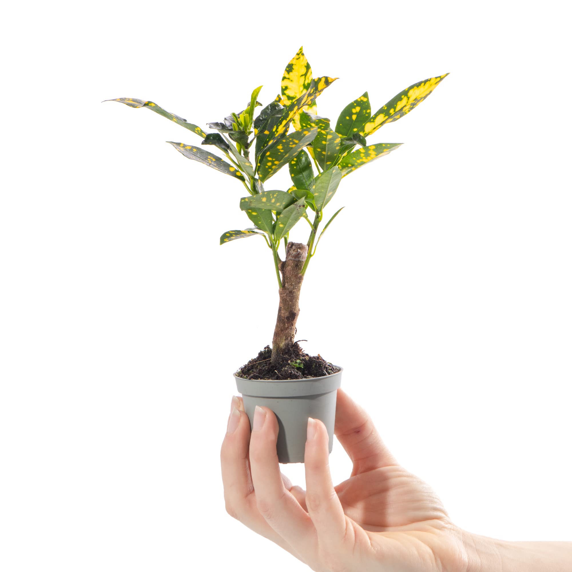 Baby Joseph's Coat Gold Dust Croton Plant - Codiaeum Aucubaefolia Small ...